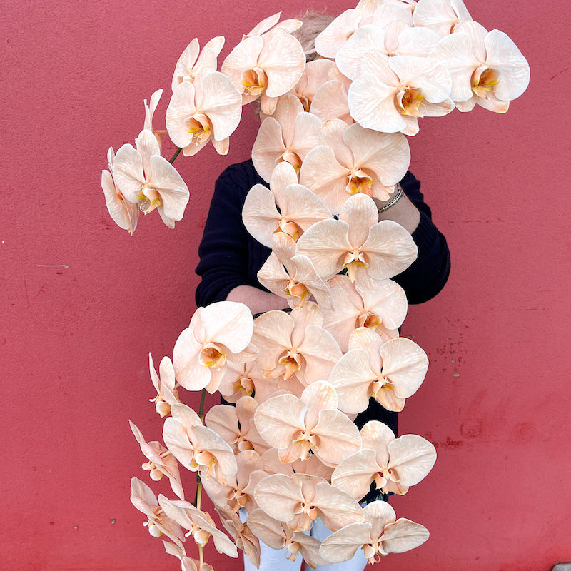 Orchid Delivery Melbourne | Orchid Flower And Plant Delivery – flowers ...