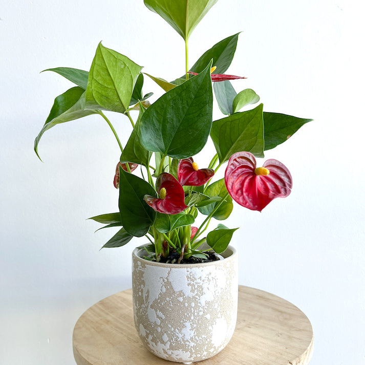 Anthurium Potted Plants | Plant Delivered | flowers alley