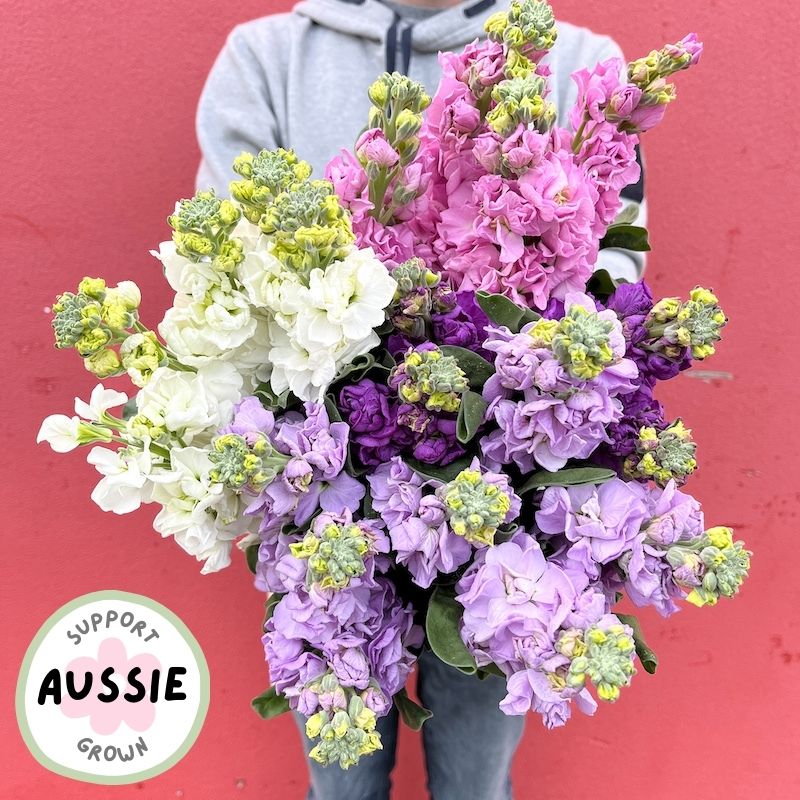 Fragrant Stock Bunch Wrapped | Local Grown Flowers | Melbourne Florist ...