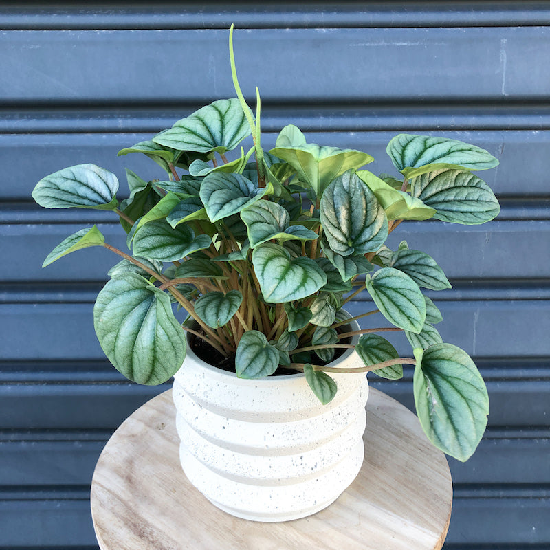 Plant Delivery | Peperomia Moonlight | flowers alley